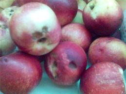 BAHAN PEMBELAJARAN SAINS........Bersama memahami sains: MAKANAN MUDAH ROSAK