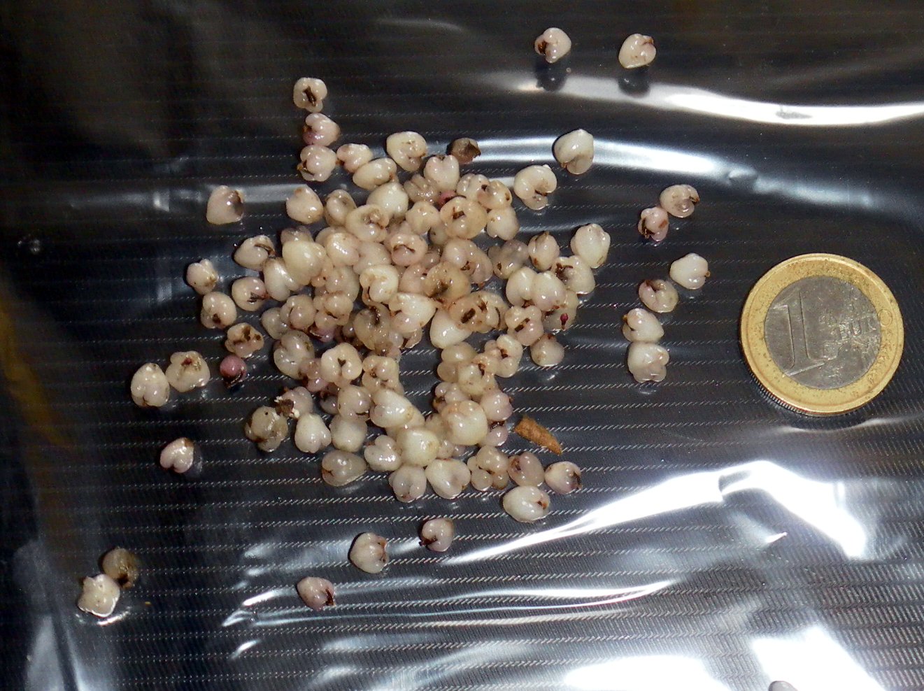 Scirpidiella's Plants: Urtigão, Shrubby Nettle (Urera cf. nitida)