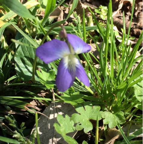 The Foraged Foodie: Foraging for wild violets: identification ...