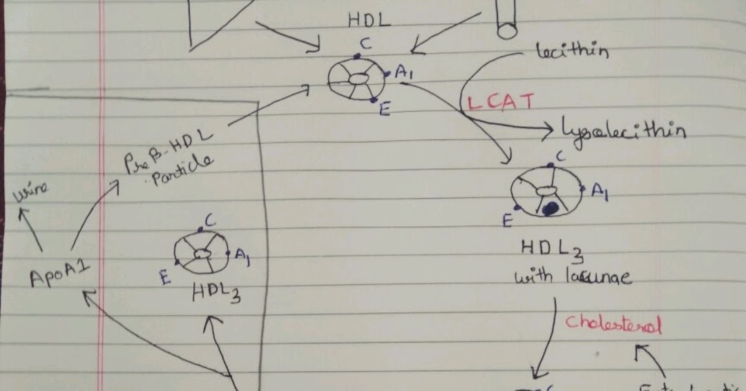 Medicowesome Metabolism Of Hdl Notes