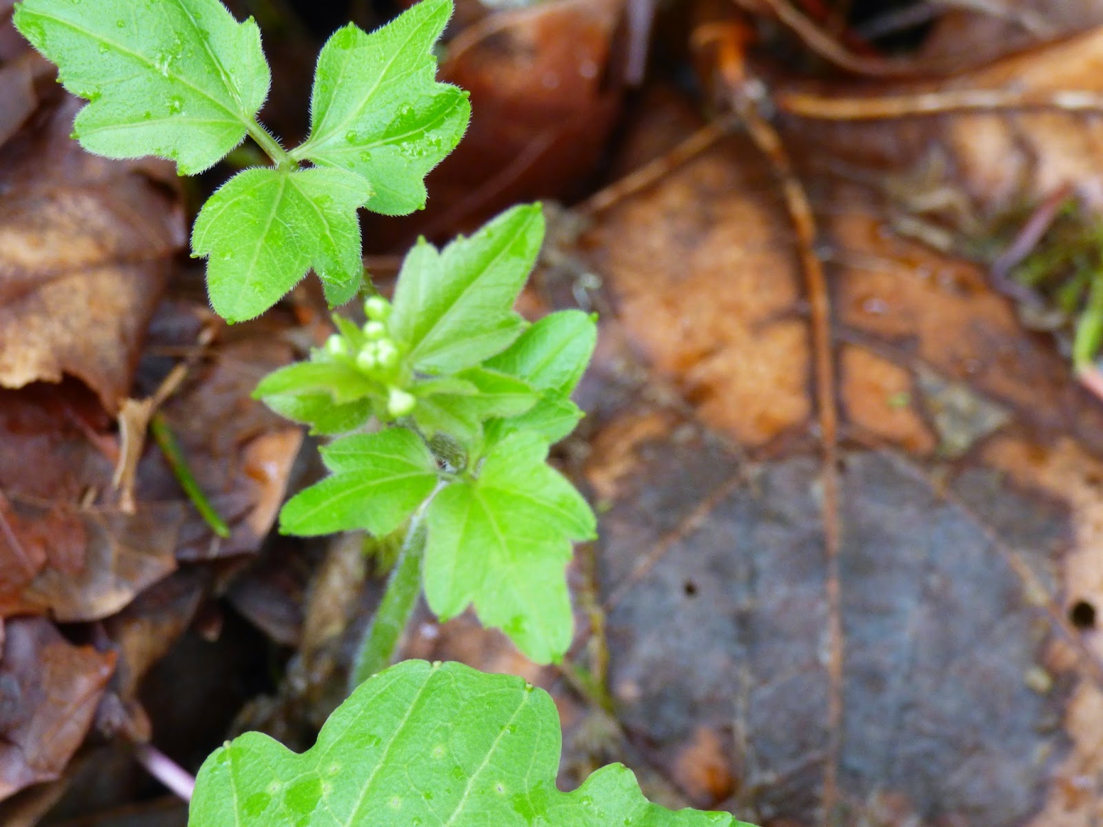 Wildflowers: Toothworts