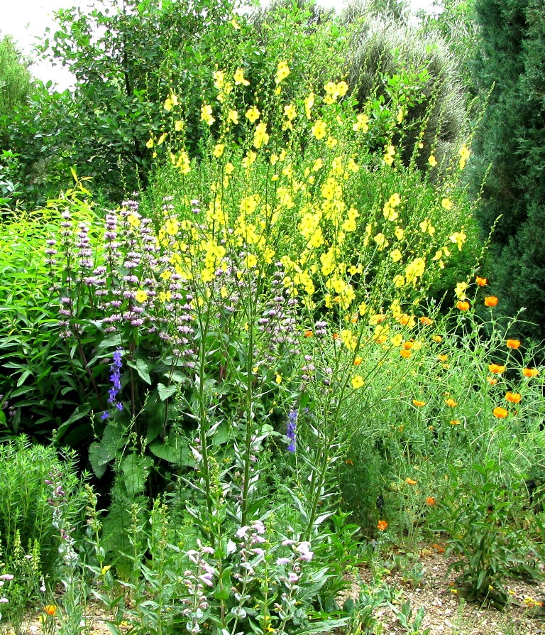 Prairiebreak: Pax Verbascum