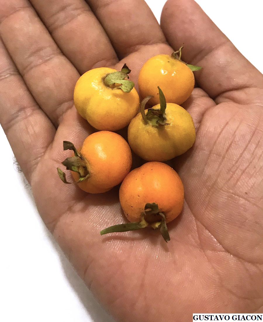 Viveiro Ciprest - Plantas Nativas e Exóticas: Pitomba Amarela da Bahia ...