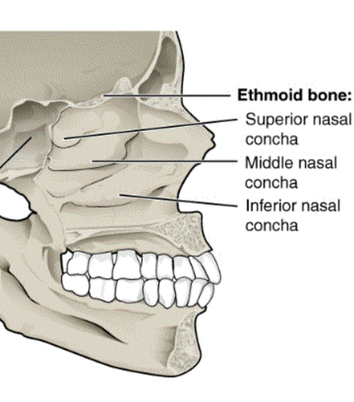 Inferior nasal conchae - www.24wikiss.blogspot.com