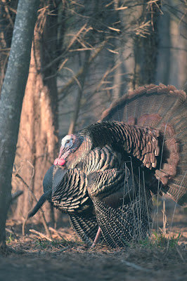 outdoorscribe: Fall turkey hunting requires different tactics for success