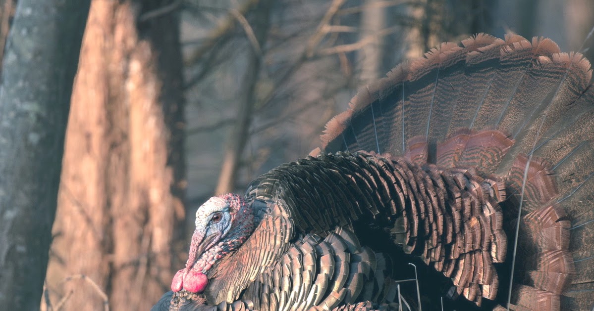 outdoorscribe: Fall turkey hunting requires different tactics for success