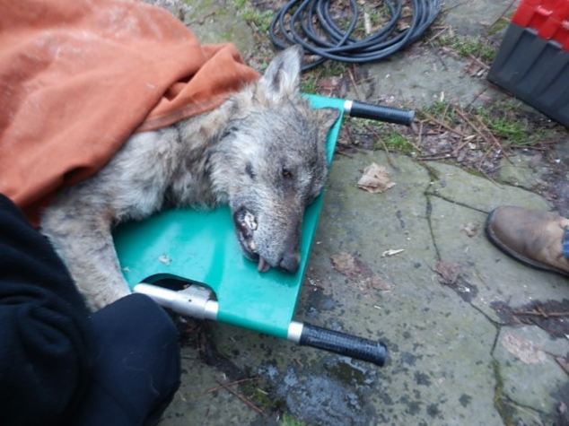 White Wolf : Animal experts save drowning wolf by giving it heart ...