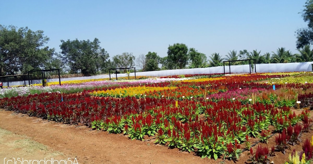 Namdhari’s Farm Fresh