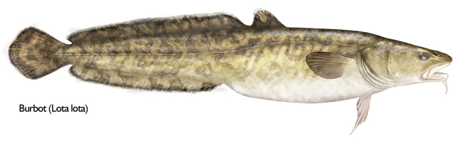 Virginia Tech Ichthyology Class : Whither Goest the Burbot? By Don Orth