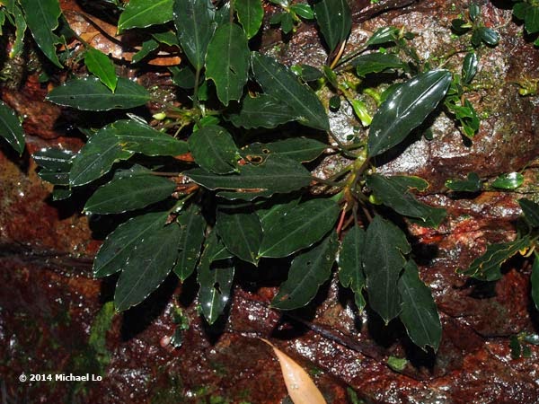 The rainforests of Borneo & Southeast Asia: Bucephalandra akantha from ...