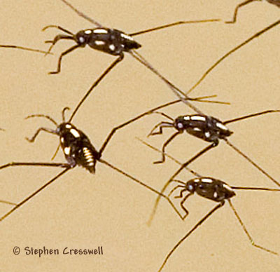 INSECTOS DE P.R. In Memoriam Dr Luis F Martorell y Dr Alain Liogier ,DR ...