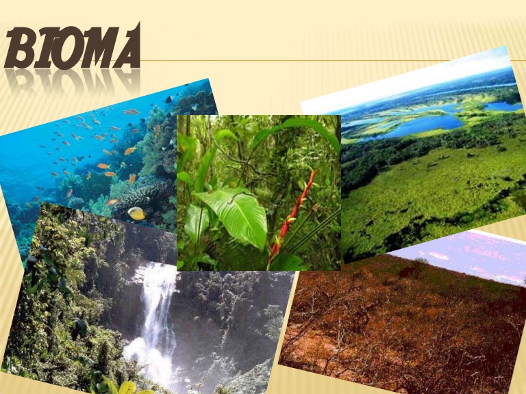 ℒ𝓪 𝓒𝓲𝒆𝓷𝓬𝓲𝓪 𝓭𝒆 𝓐𝓹𝓻𝒆𝓷𝓭𝒆𝓻: Biomas y sus tipos