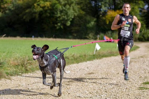 Canicross : Running has gone to the dogs...