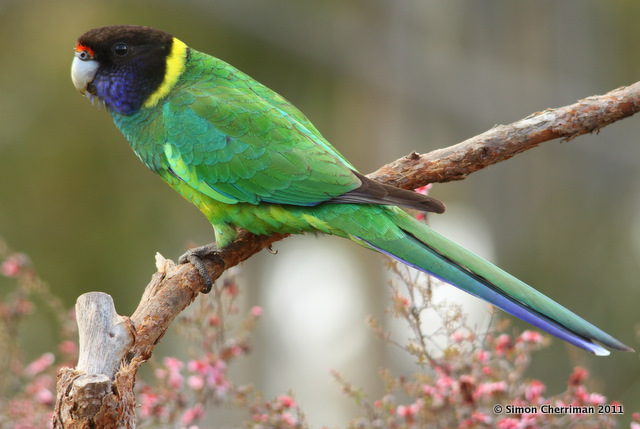 iNSiGHT News: Rapid Ringnecks