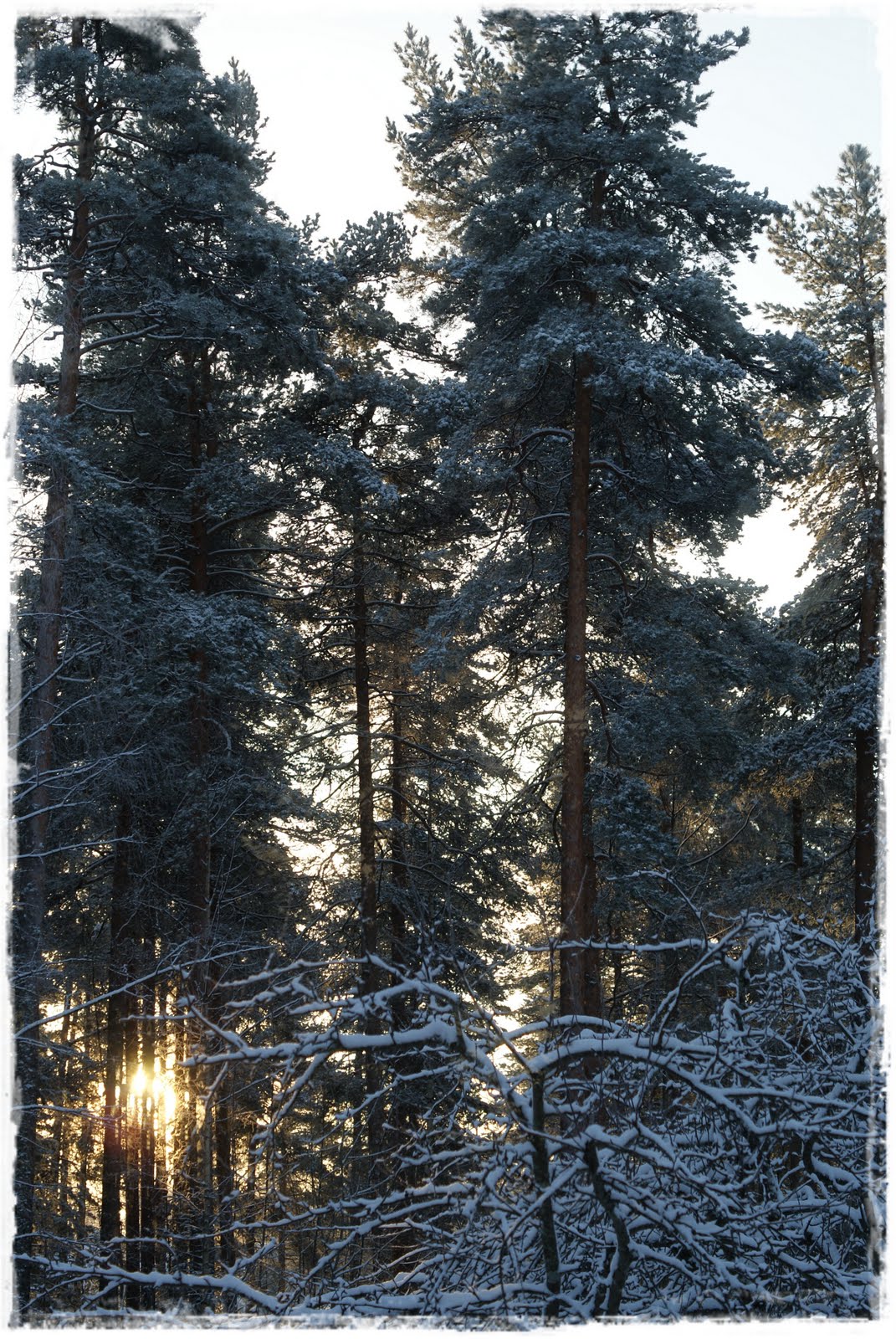 Amelian unelma: Operaatio valkoinen katto