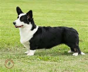 Border Collie Crazy: Ode to the Border Weenie