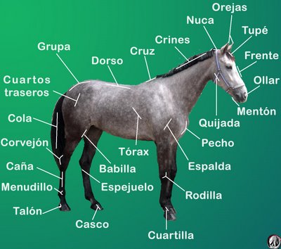 Los Caballos: agosto 2013