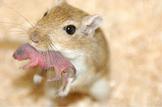 Gerbil | Wildlife | The Wildlife