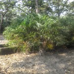 Travel Information in Bangladesh: Karamjol- The introducing of Sundarban