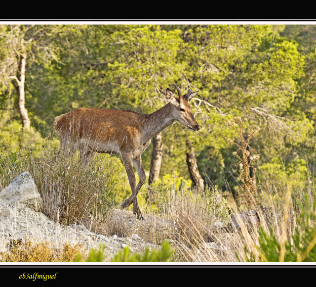 Miguel fotografia: Ciervo (Cervus elaphus)