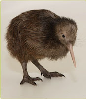 EL RINCÓN DE EUTHERPE: KIWI, UN PÁJARO MUY CURIOSO