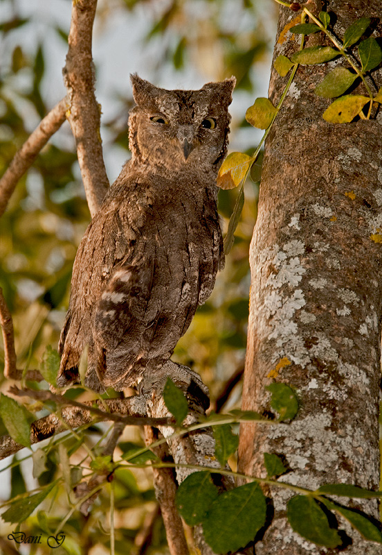Fauna de Extremadura por Daniel Gonzalez Gonzalez: Autillo europeo ...