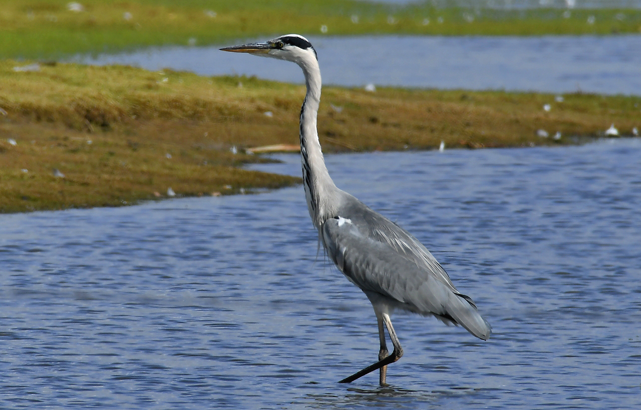 Jozef van der Heijden - Natuurfotografie: De Blauwe Reiger (Ardea cinerea)