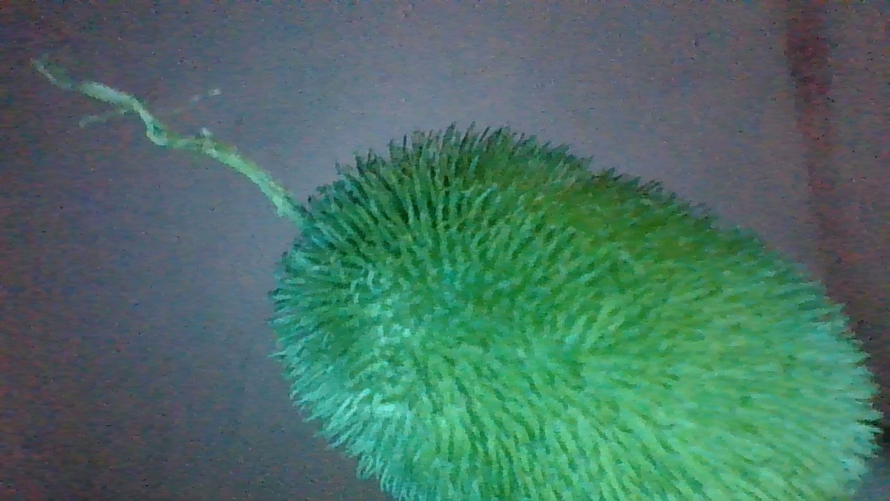 BE ALIVE: SPINY CUCUMBER - Cucumis dipsaceus