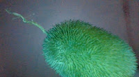 BE ALIVE: SPINY CUCUMBER - Cucumis dipsaceus
