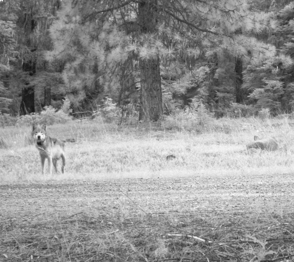 White Wolf : First Wolves Born In Oregon Caught On Camera