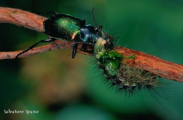 Gradinarit anotimp cu anotimp: Insecte benefice pentru gradina