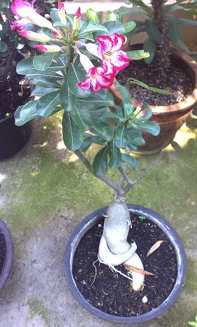 Kumpulan Cerita Tentang Tanaman: Tentang Adenium