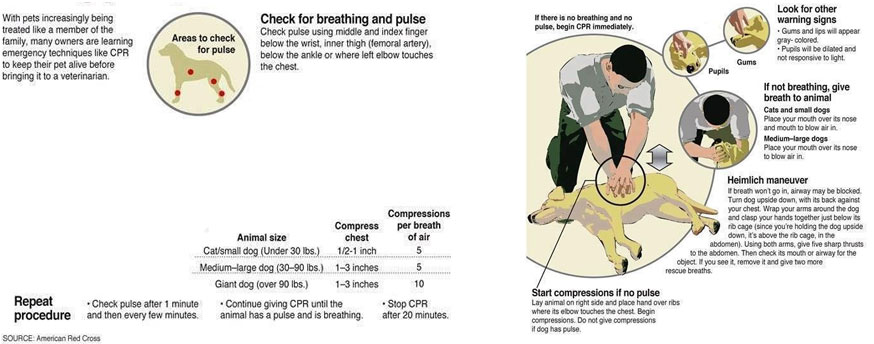 Tips for Dog Owners: Useful Website – Pet CPR