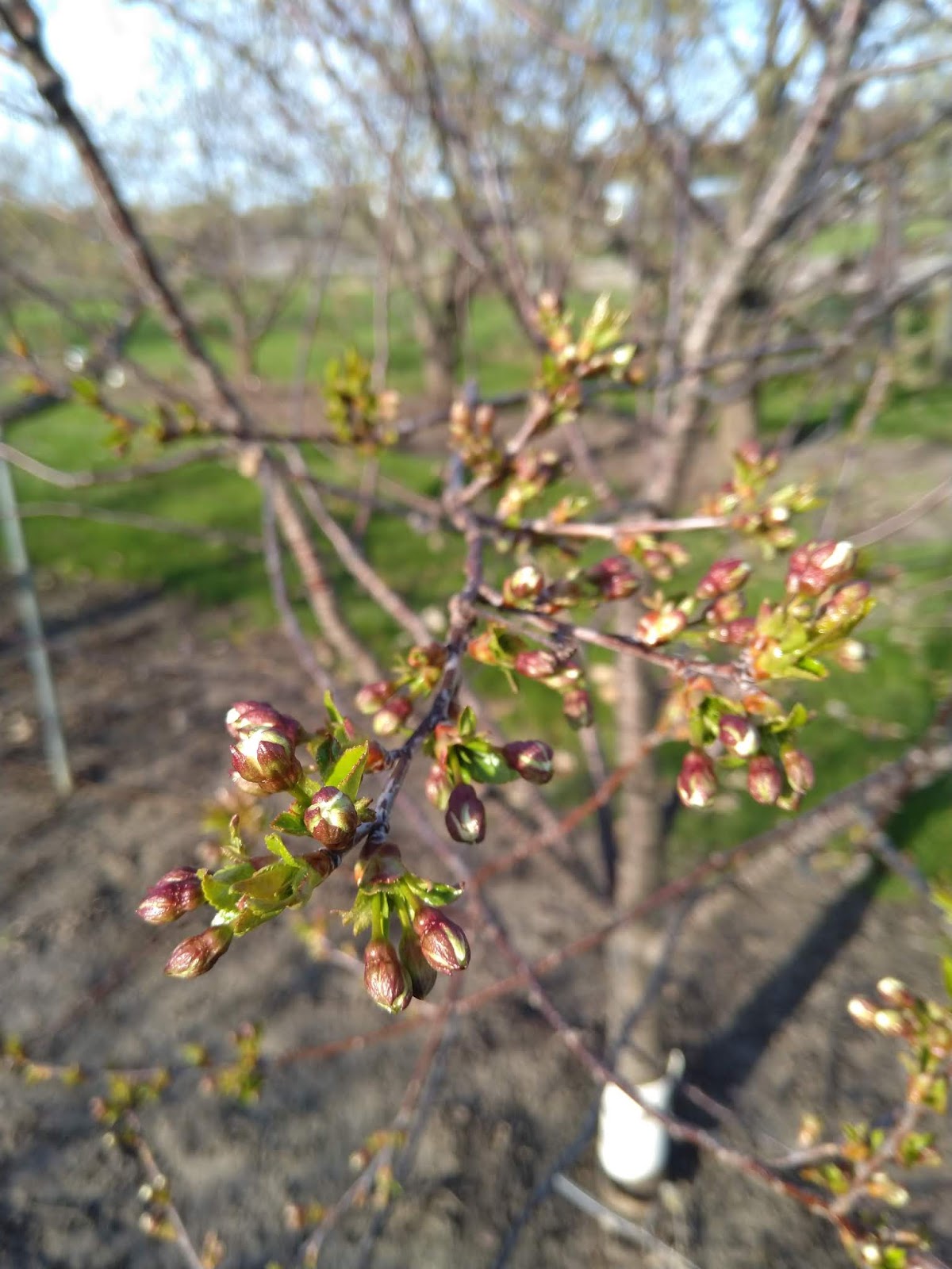 Fruit bud break progress at the Horticultural Research Center - May 7, 2019