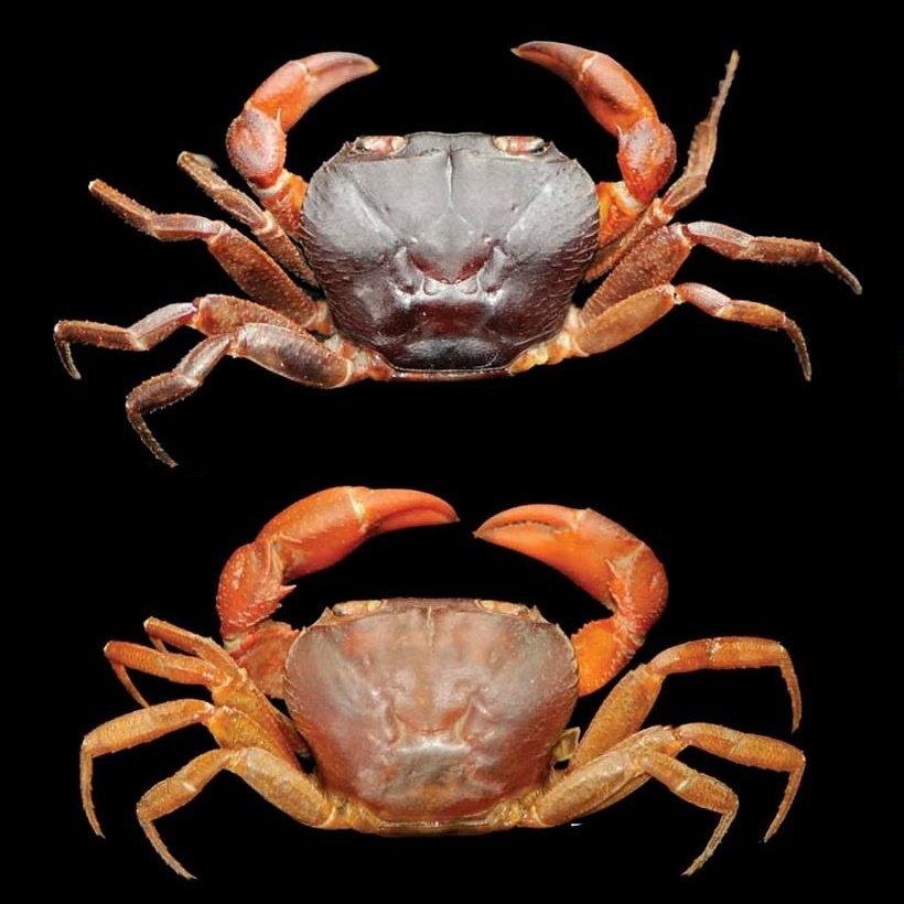 Species New to Science: [Crustacea • 2017] Karkata, A New Genus of ...