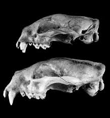 Abe's Animals: Pictures of size differences between the skulls of the ...