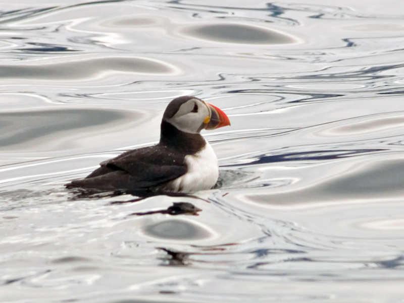 Atlantic Puffins Wildlife Information | All Wildlife Photographs