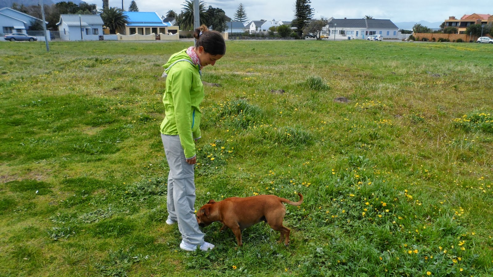 Baleines, requins et chiens chauds