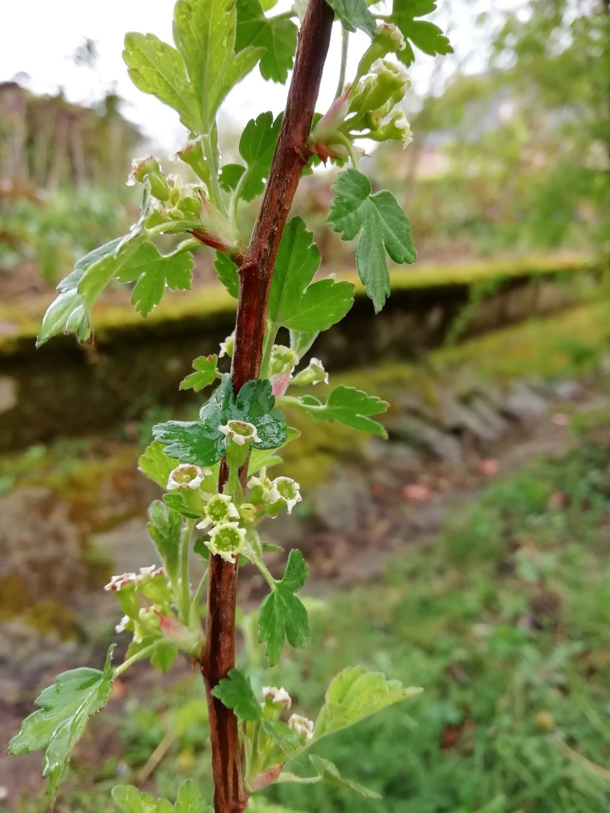 Groseiller à fleurs, Ribes sanguineum, Famille Grossulariacées