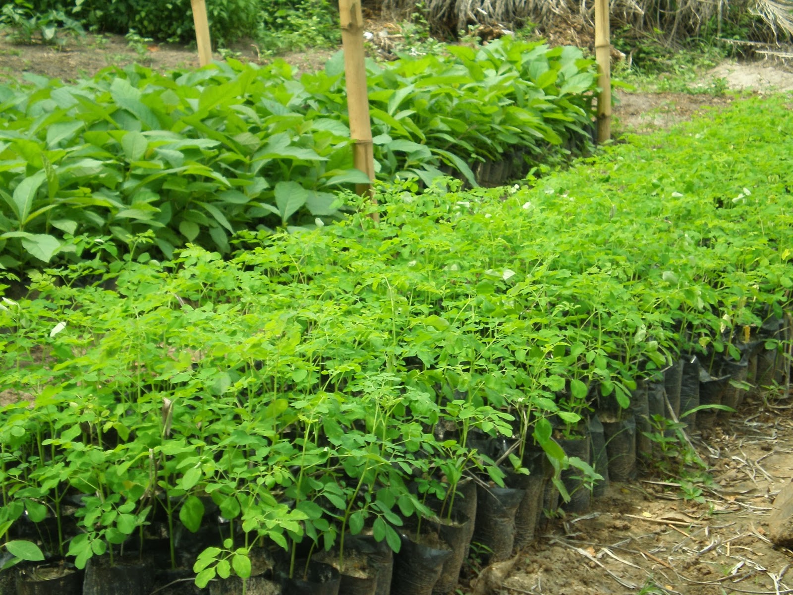 BE TRANSFORMED: THE POWER OF MORINGA HIV. AND AIDS