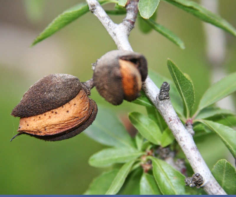 CHINAR SHADE : SOME COMMON TREES OF KASHMIR ( CONTINUED PART B)