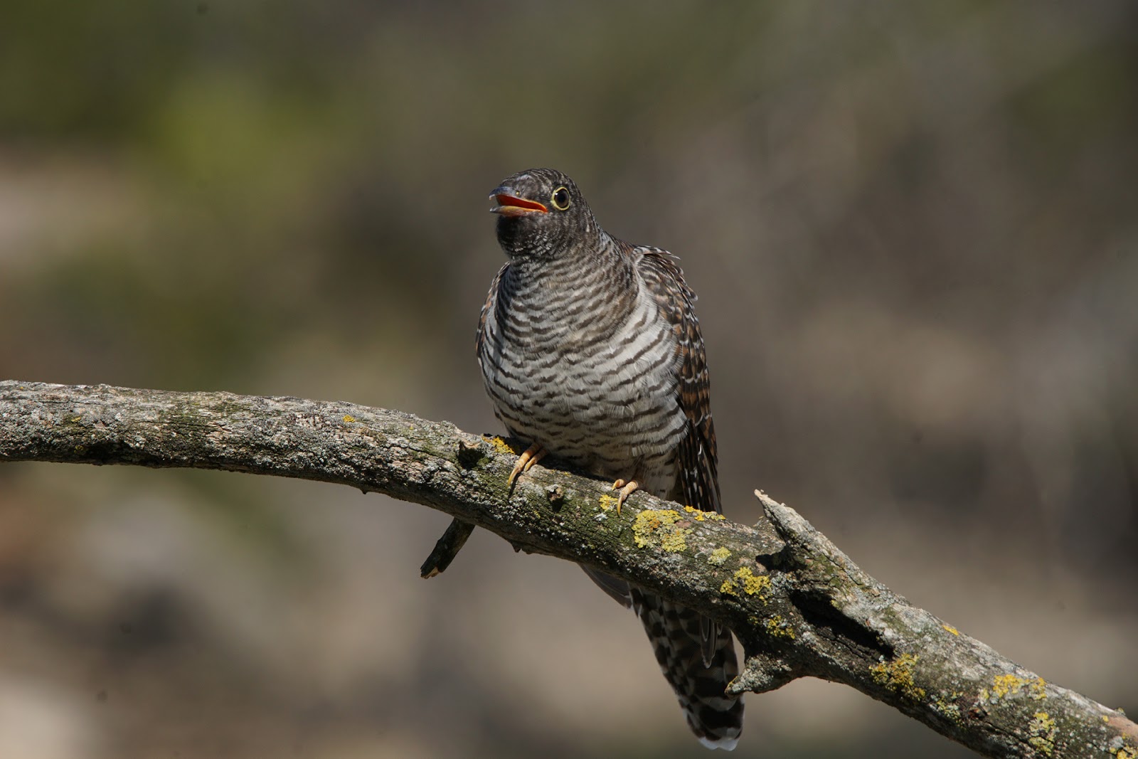Cuco común(Joven).(Cuculus canorus) | Hot HD Wallpapers
