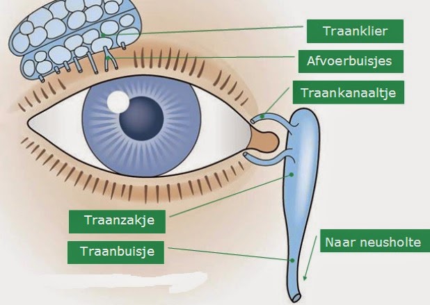 Zintuigen: Ogen zien