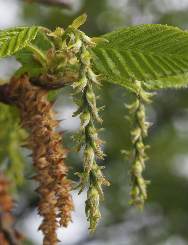 Flora ornamental, hortícola y medicinal.: Carpinus betulus. Carpe blanco.