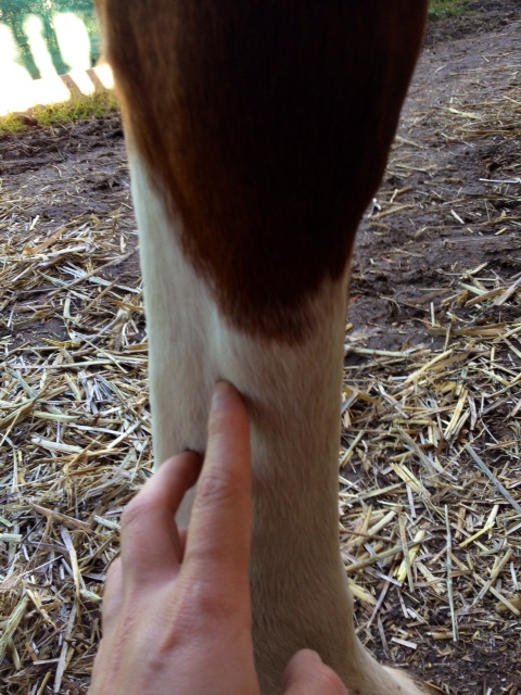Journal de bord de deux apprenties treckistes...: suros