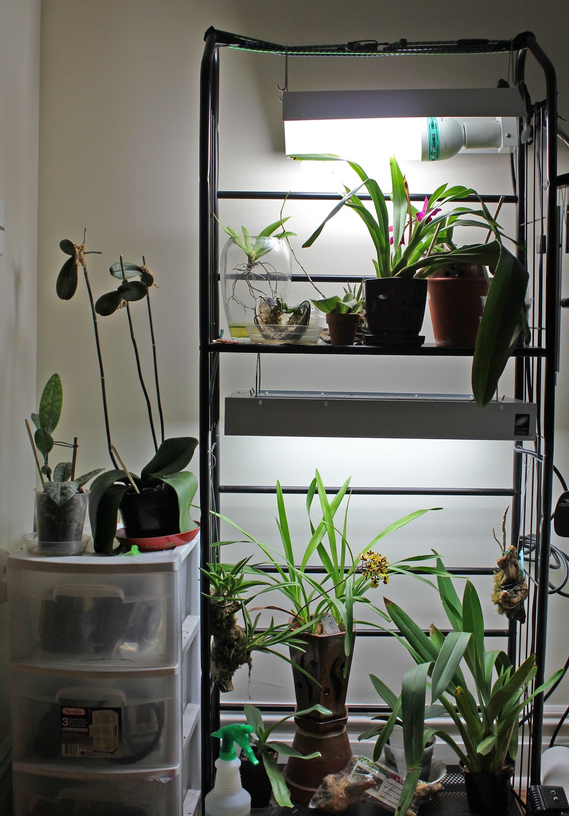 Maria's Orchids: 06/01/2012 - 07/01/2012