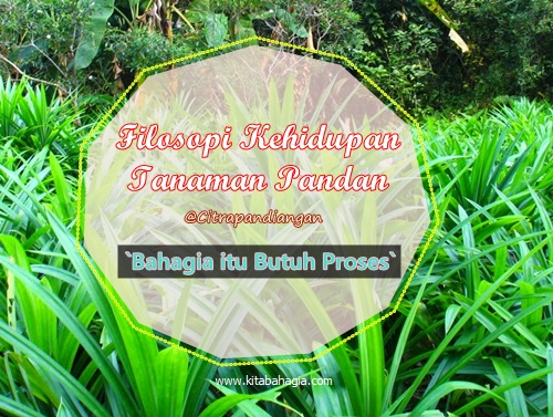 Filosofi Hidup Pohon Daun Pandan