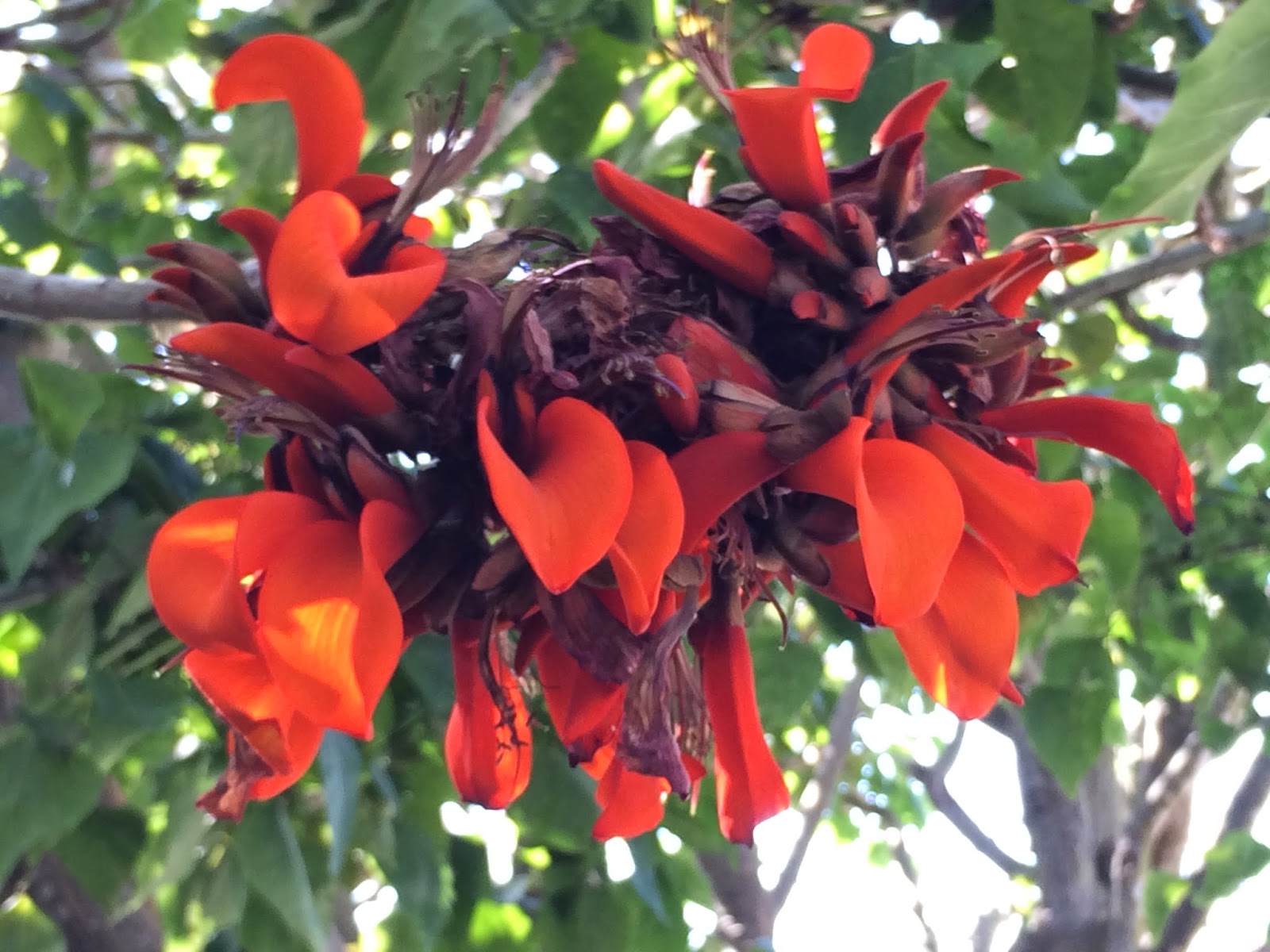 Trees of Santa Cruz County: Erythrina caffra - Coral Tree