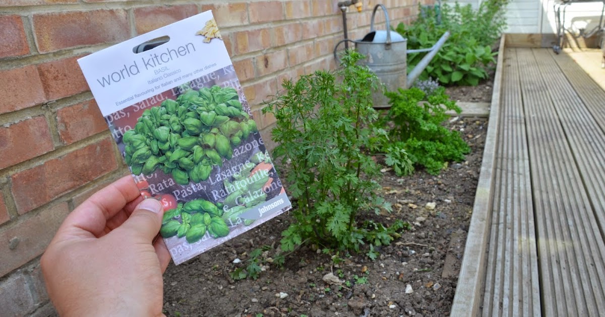 HOW TO GROW BASIL IN THE GARDEN |The Garden of Eaden