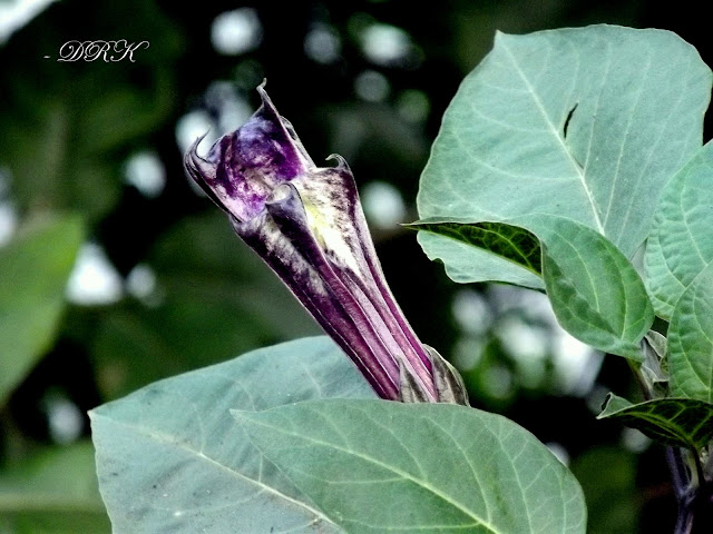 Diana Raj Kumari Photography: Datura - White & Purple Double.